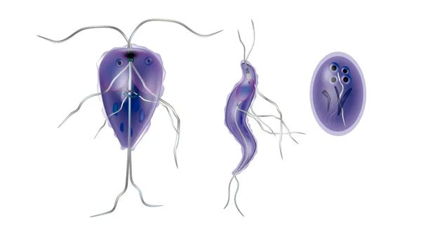 Enfermedades parasitarias (2) - Escolar - ABC Color Enfermedades parasitarias (2) - Escolar - ABC Color