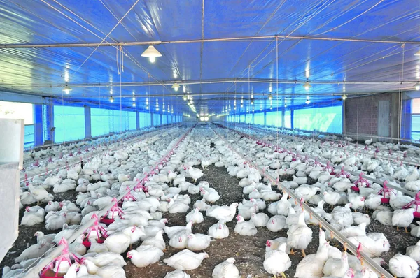 Productores refuerzan medidas ante posible ingreso al país de la gripe ...